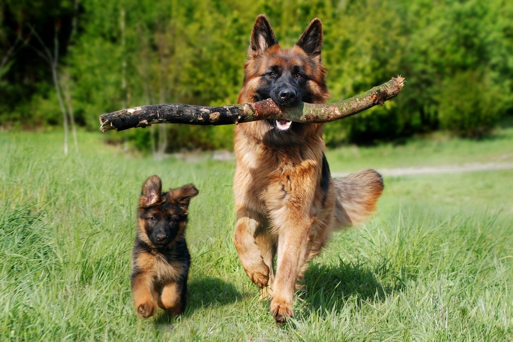 The Different Types Of Bomb Sniffing Dog Breeds