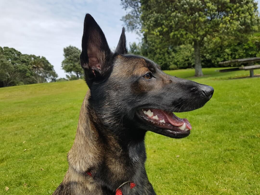 How Accurate Are Drug Dogs 