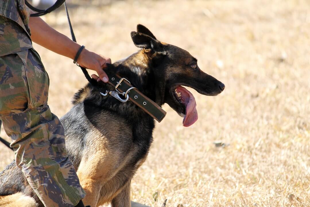 6 Benefits Of Drug Dogs For Public Places
