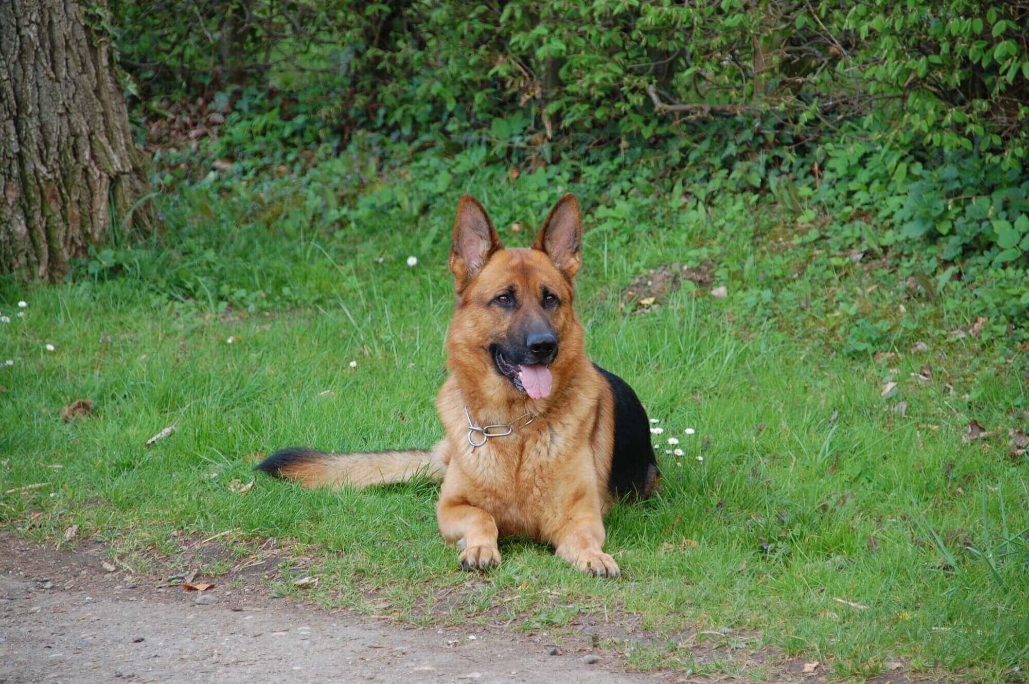 What Happens When A Drug Sniffing Dog Finds Drugs 